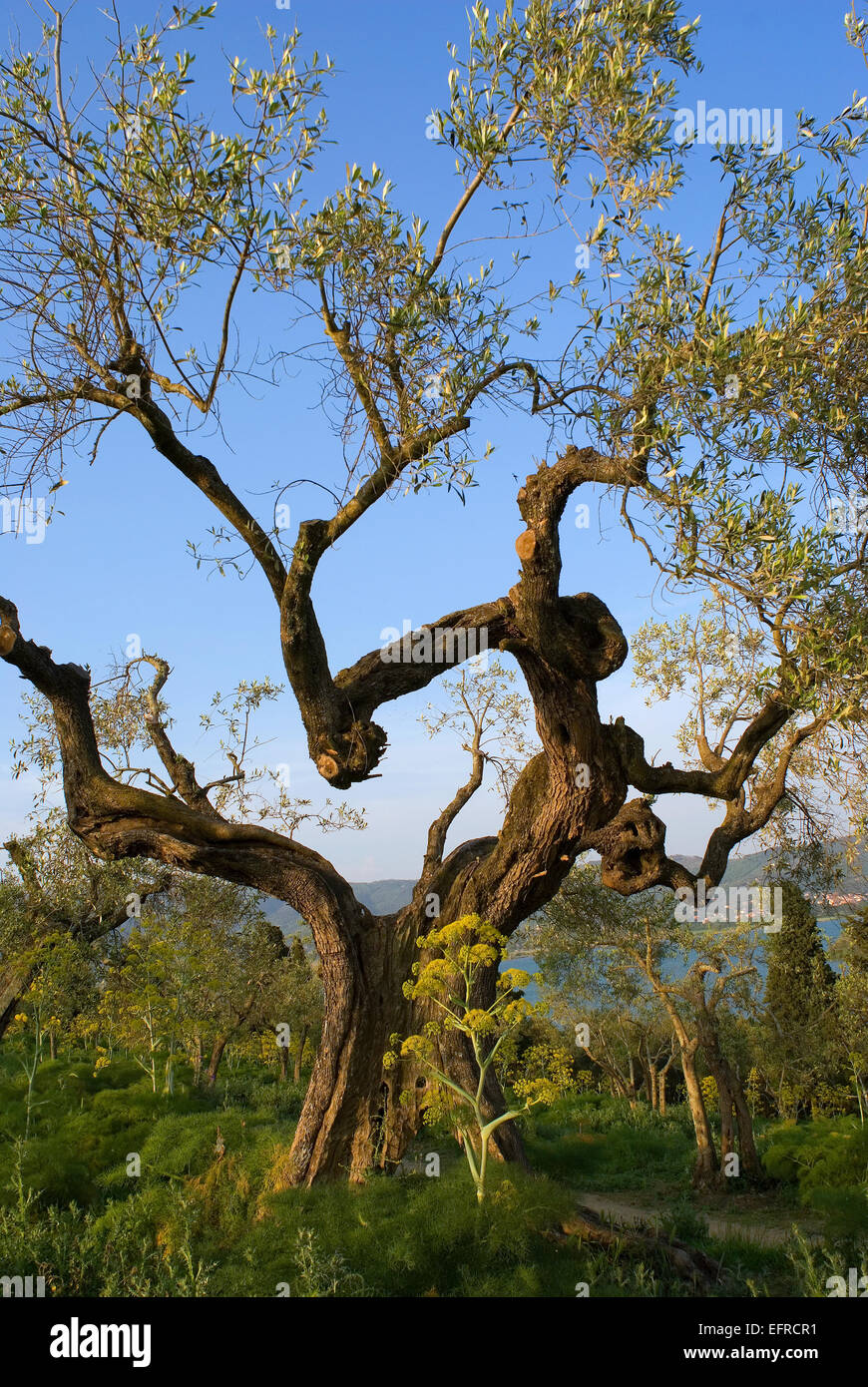 Alter Olivenbaum (Olea europaea) in Isola Maggiore, Lago Trasimeno ...