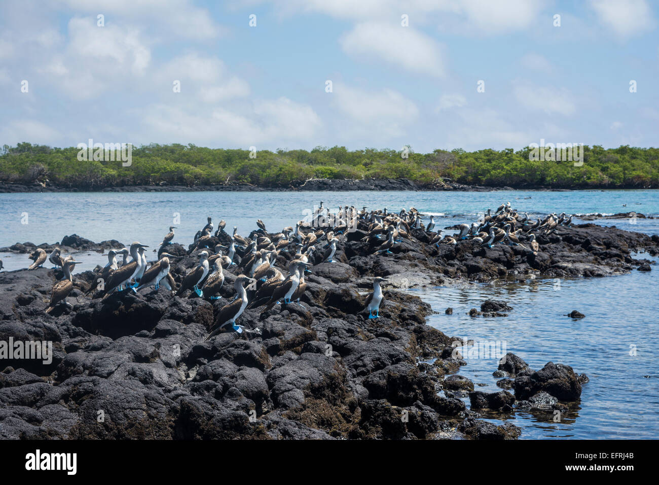 Galapagos inseln landschaft -Fotos und -Bildmaterial in hoher Auflösung ...