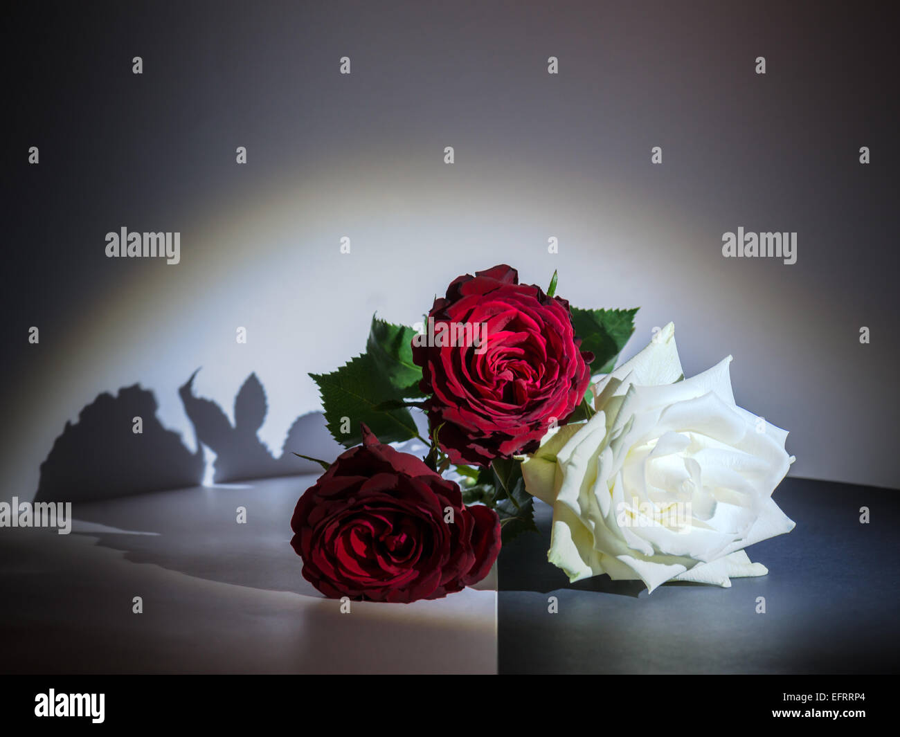 Rote und weiße Rose Trio im Rampenlicht Stockfotografie - Alamy