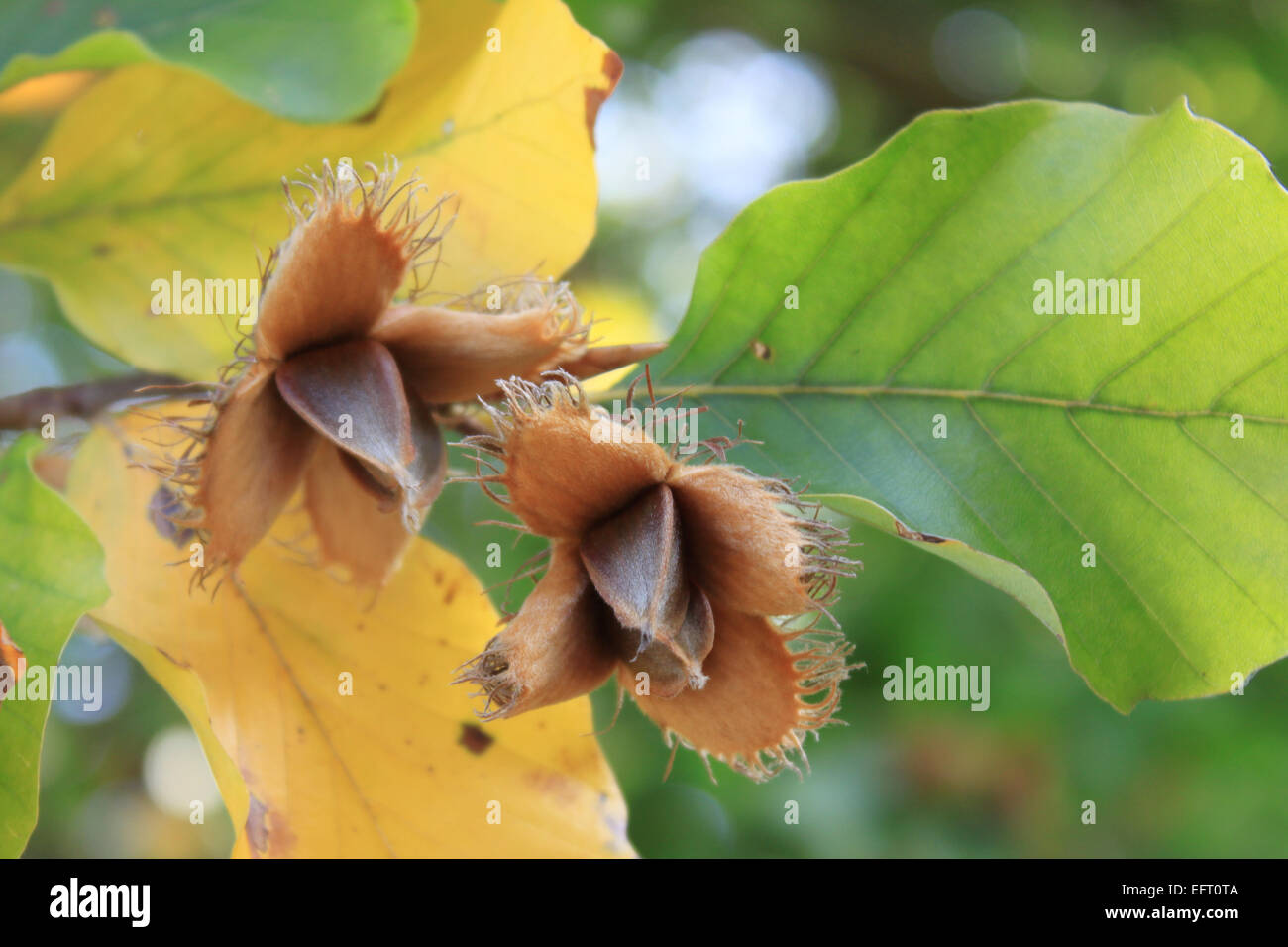 Buchecker rotbuche -Fotos und -Bildmaterial in hoher Auflösung – Alamy