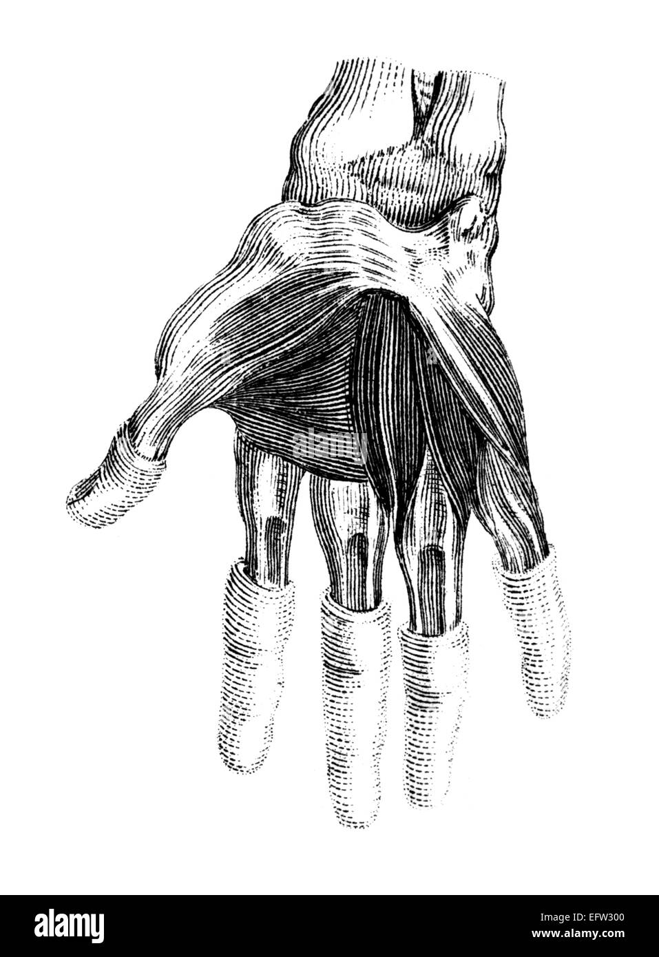 Anatomy muscles hand -Fotos und -Bildmaterial in hoher Auflösung – Alamy