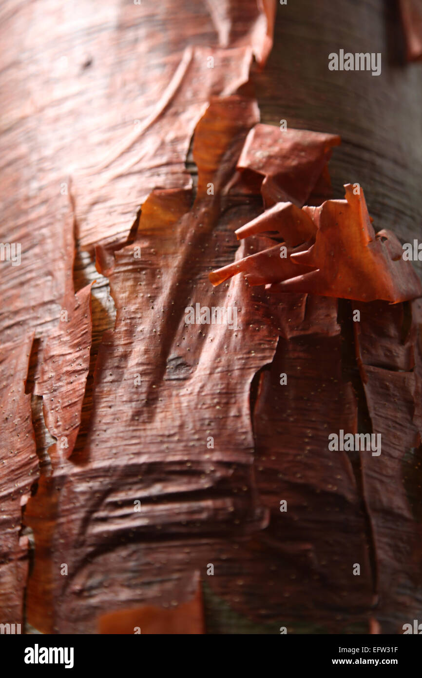 Die Rinde und Stamm des Baumes Terpentin zeigt die Rinde blättert ab ...