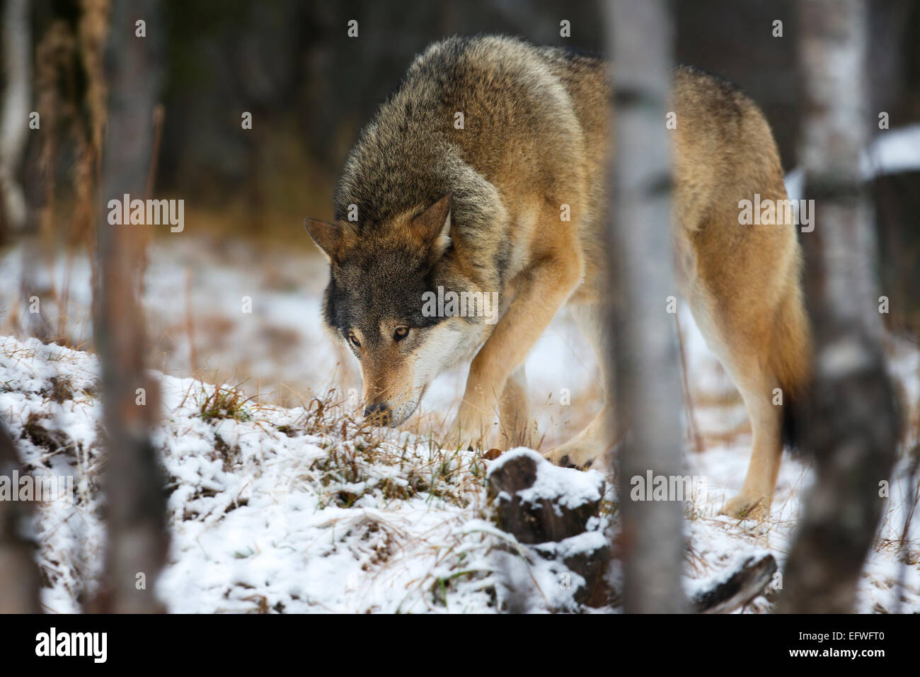 Wolf spuren im schnee -Fotos und -Bildmaterial in hoher Auflösung – Alamy
