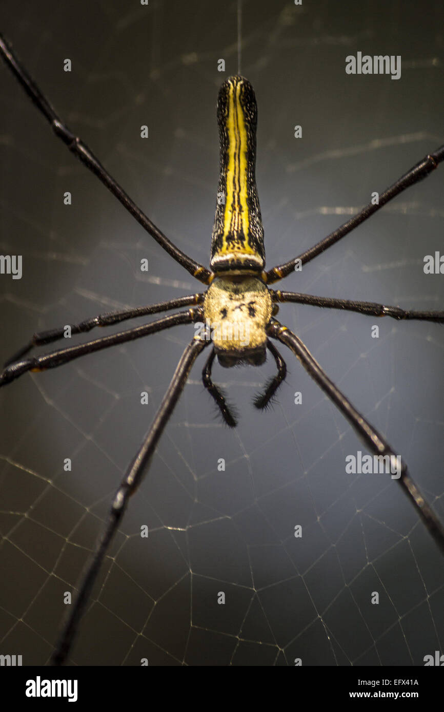 Größte spinne der welt -Fotos und -Bildmaterial in hoher Auflösung – Alamy
