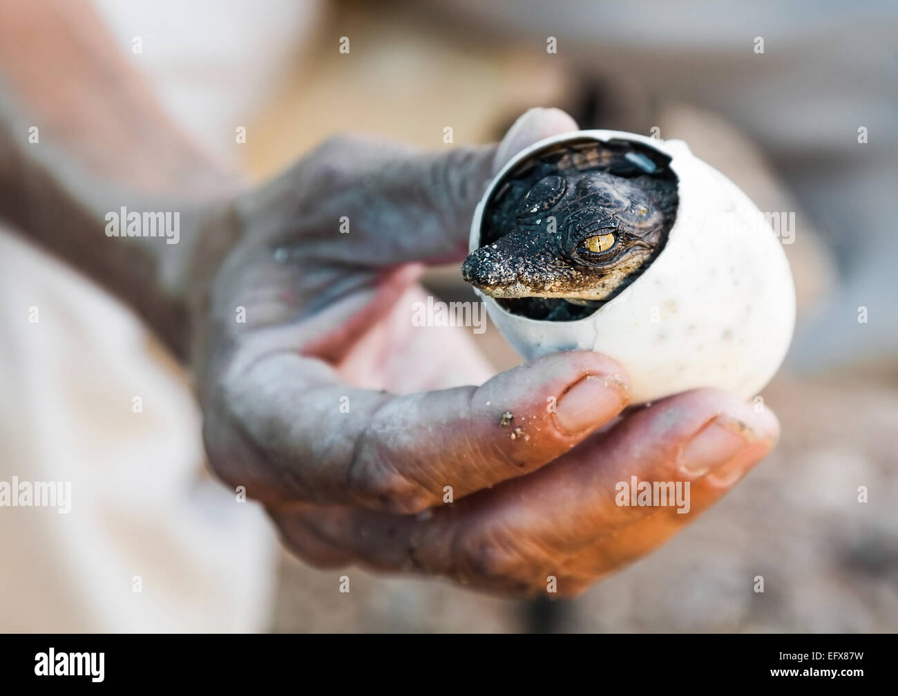 Krokodil ei schlüpfen -Fotos und -Bildmaterial in hoher Auflösung ...