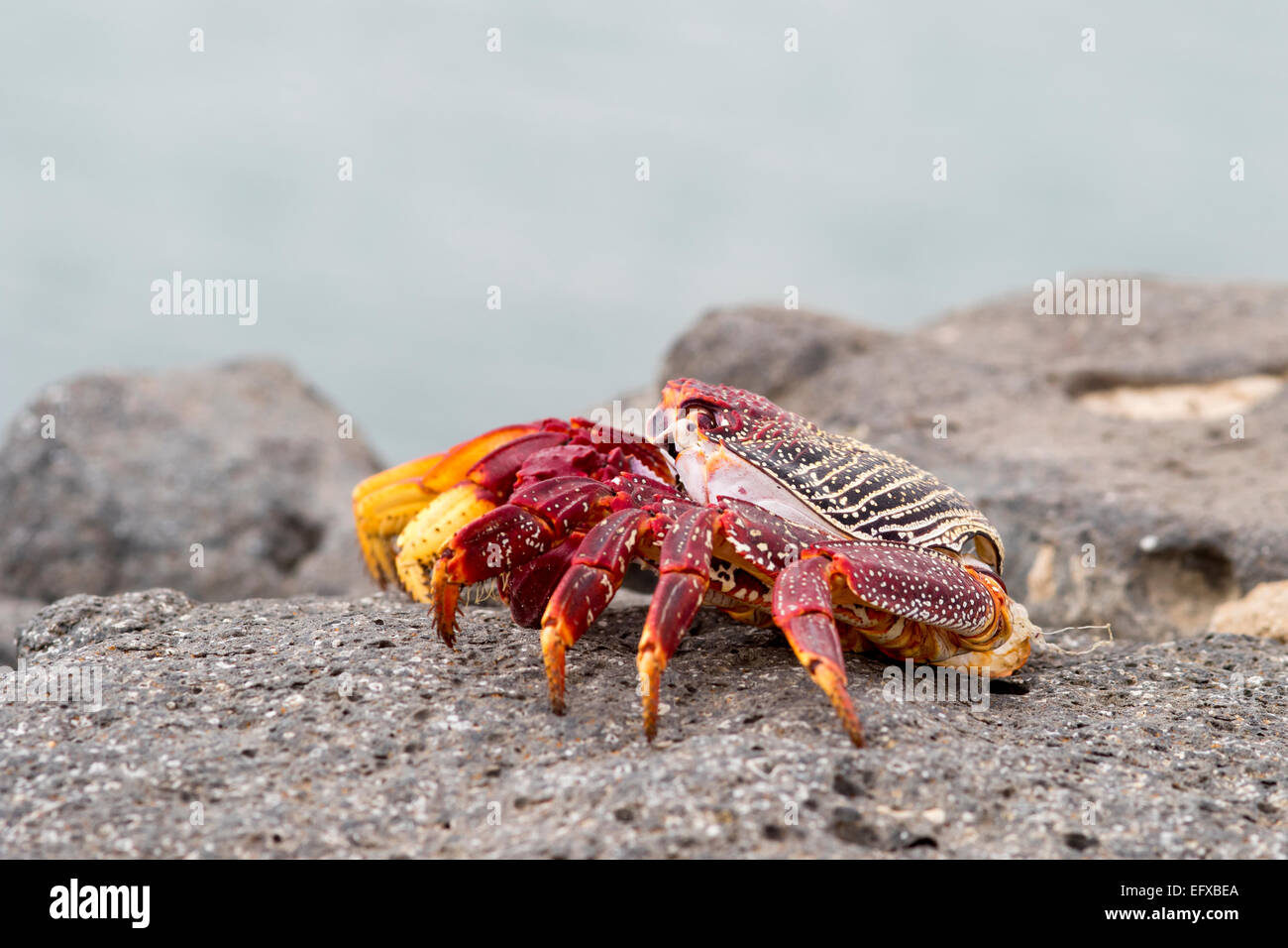 Galapagos krabben am strand -Fotos und -Bildmaterial in hoher Auflösung ...