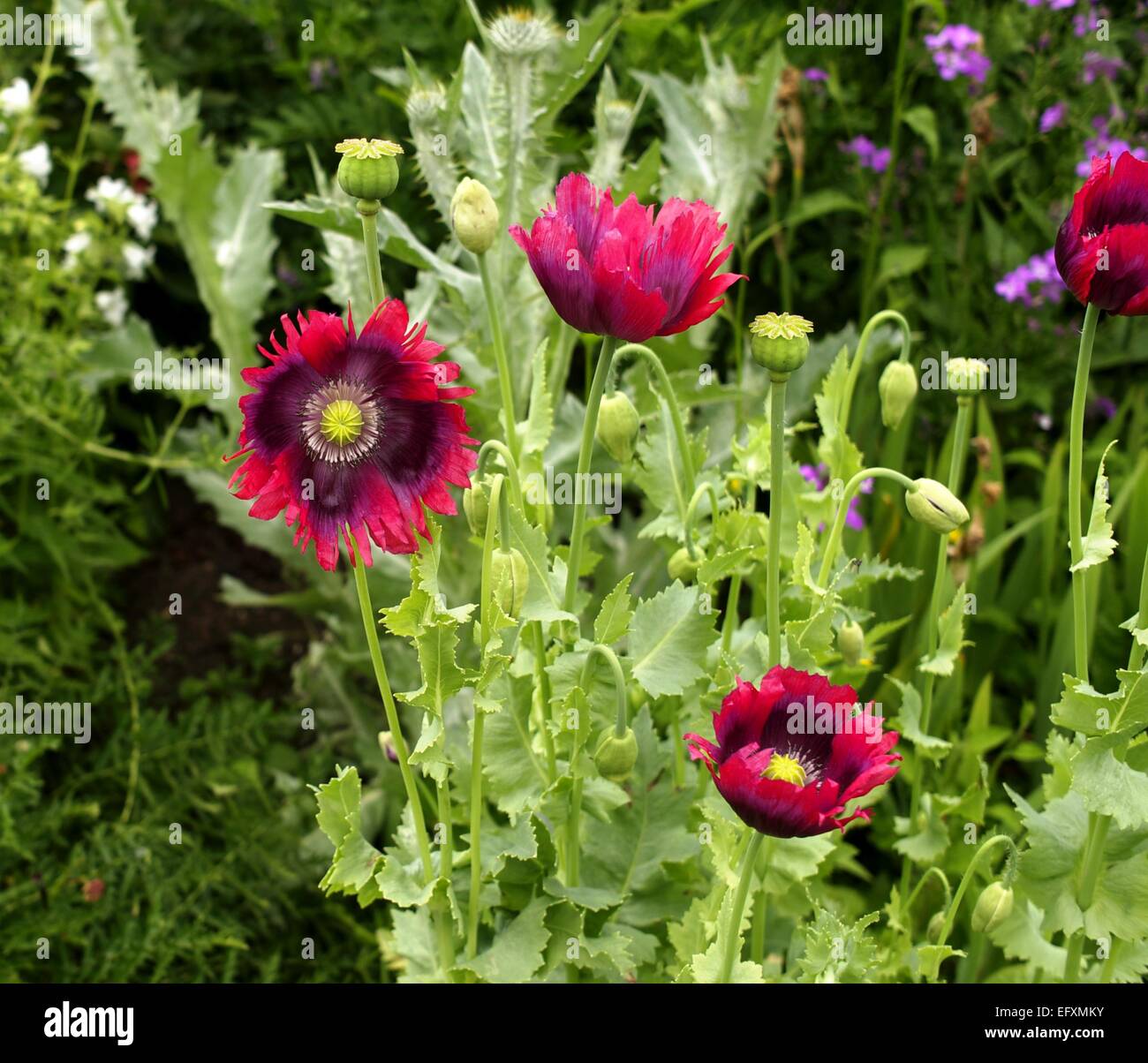 Mohnblumen Lila Stockfotos und -bilder Kaufen - Alamy