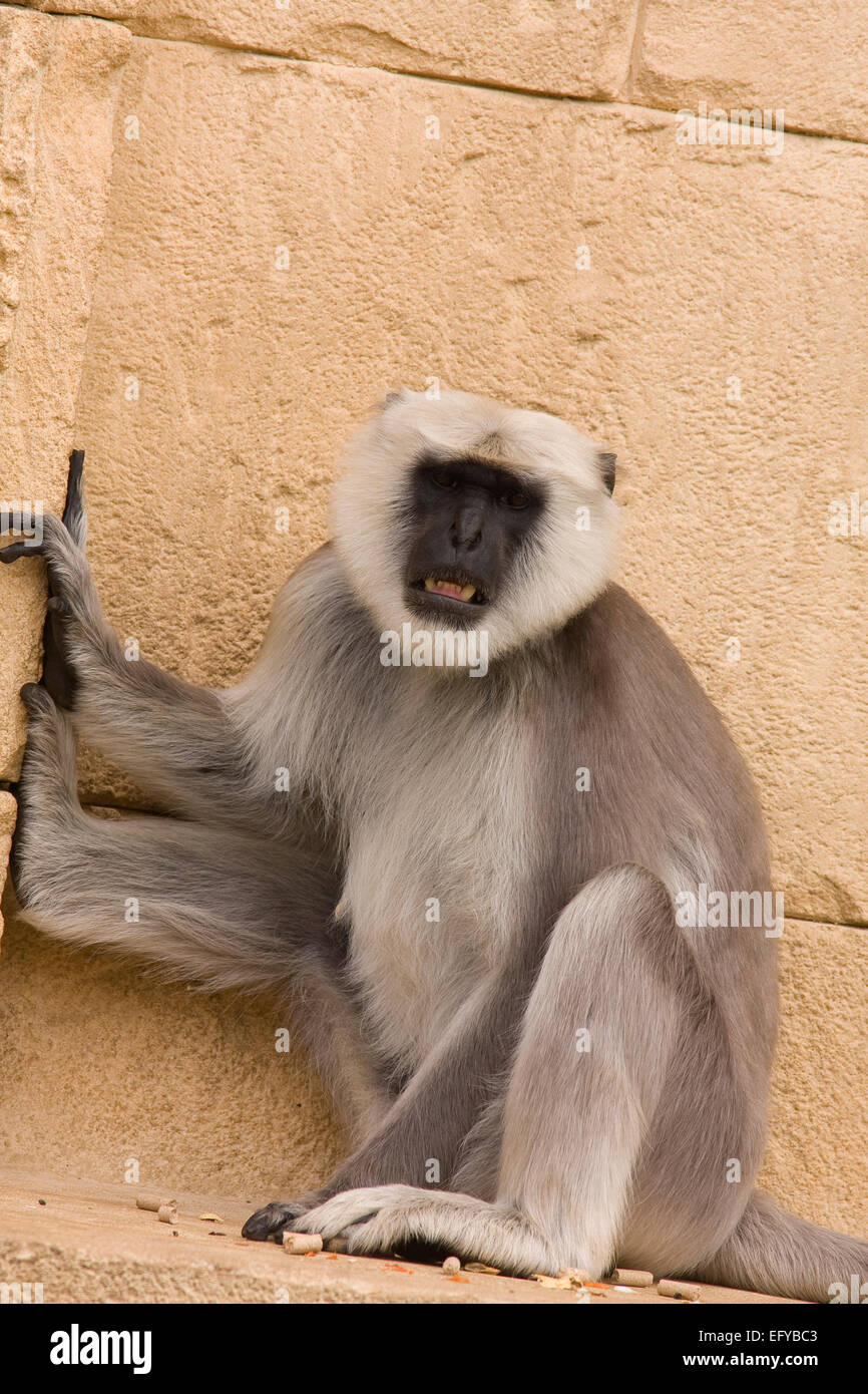 Hanuman langur affe -Fotos und -Bildmaterial in hoher Auflösung – Alamy