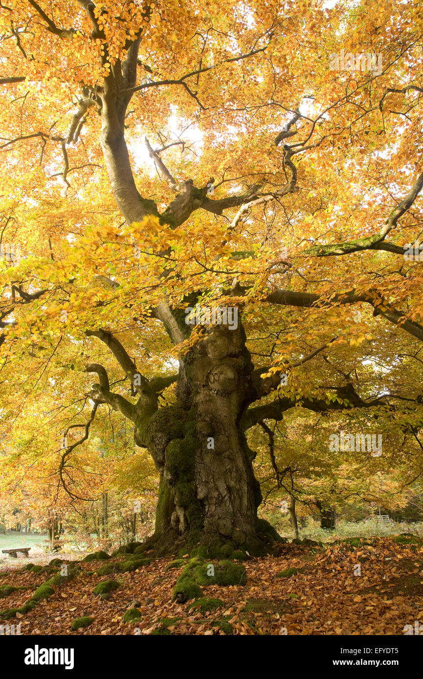 Buche im herbst -Fotos und -Bildmaterial in hoher Auflösung – Alamy