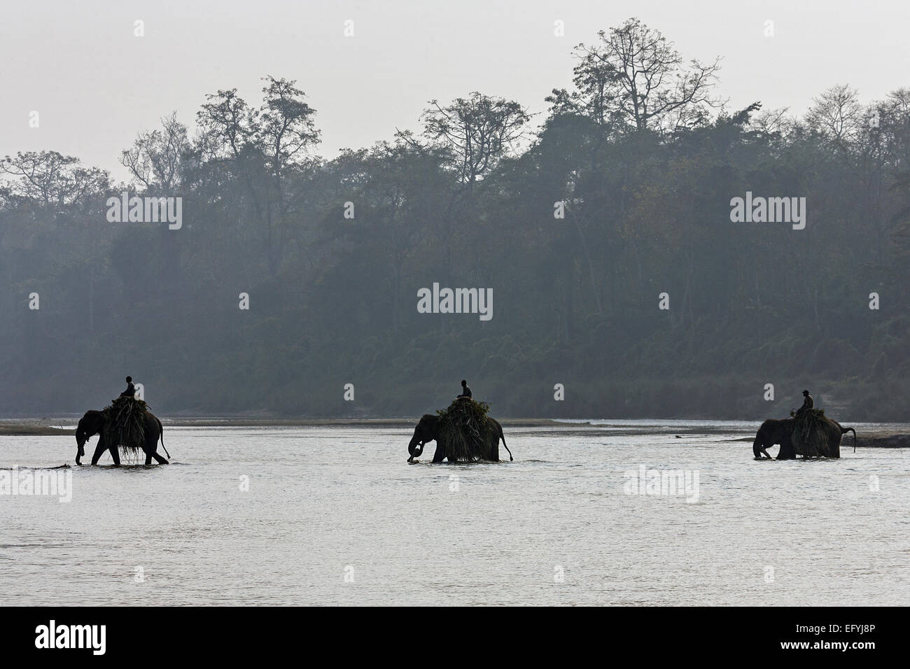 Rapti zone -Fotos und -Bildmaterial in hoher Auflösung – Alamy