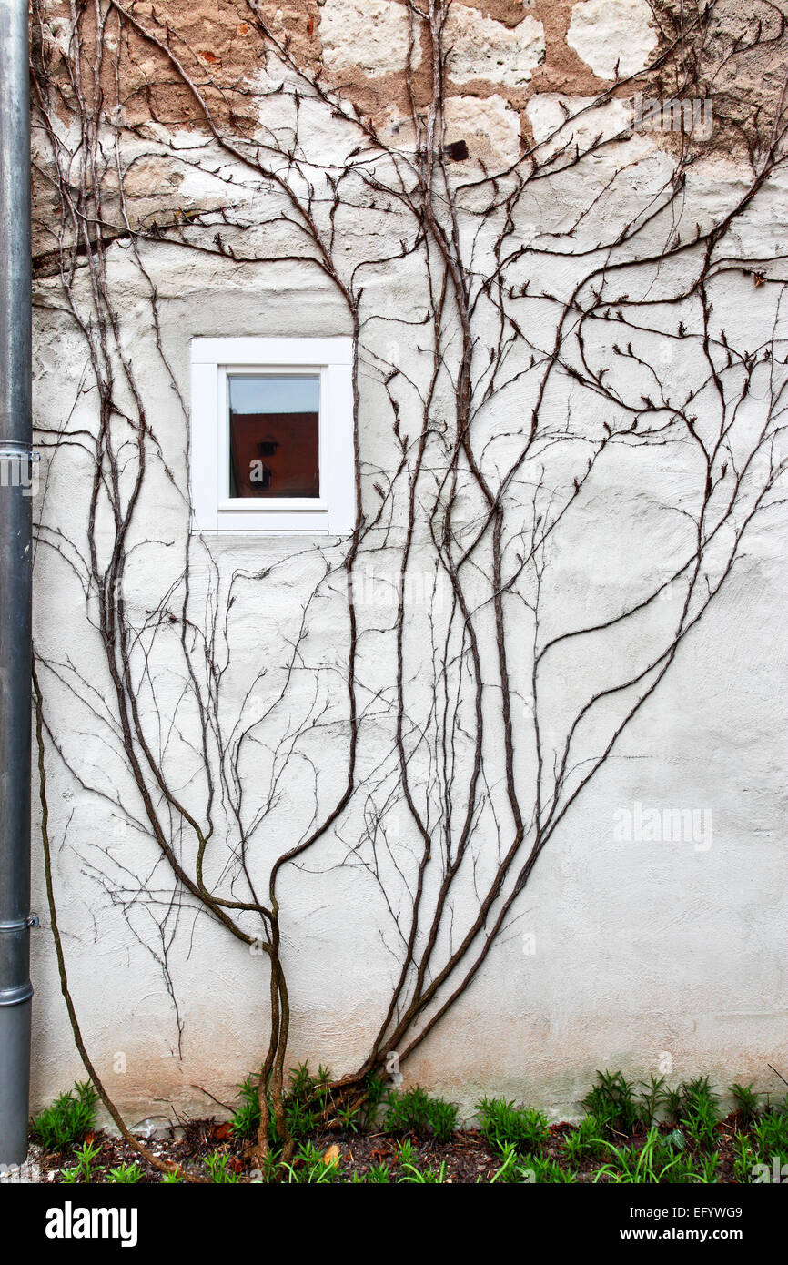 Efeu wachsenden wand tag -Fotos und -Bildmaterial in hoher Auflösung ...