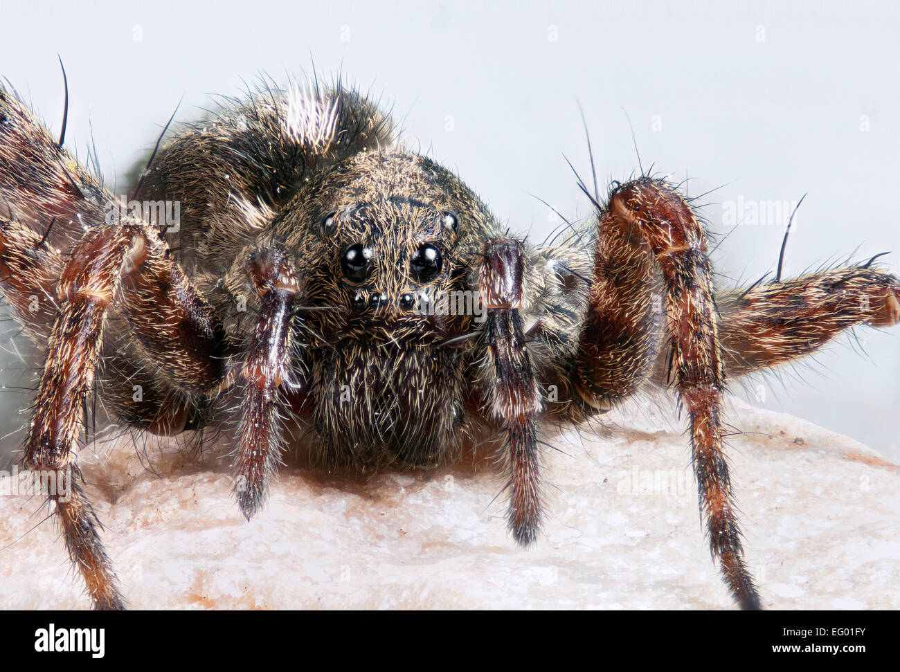 Pardosa amentata spider lycosidae -Fotos und -Bildmaterial in hoher ...