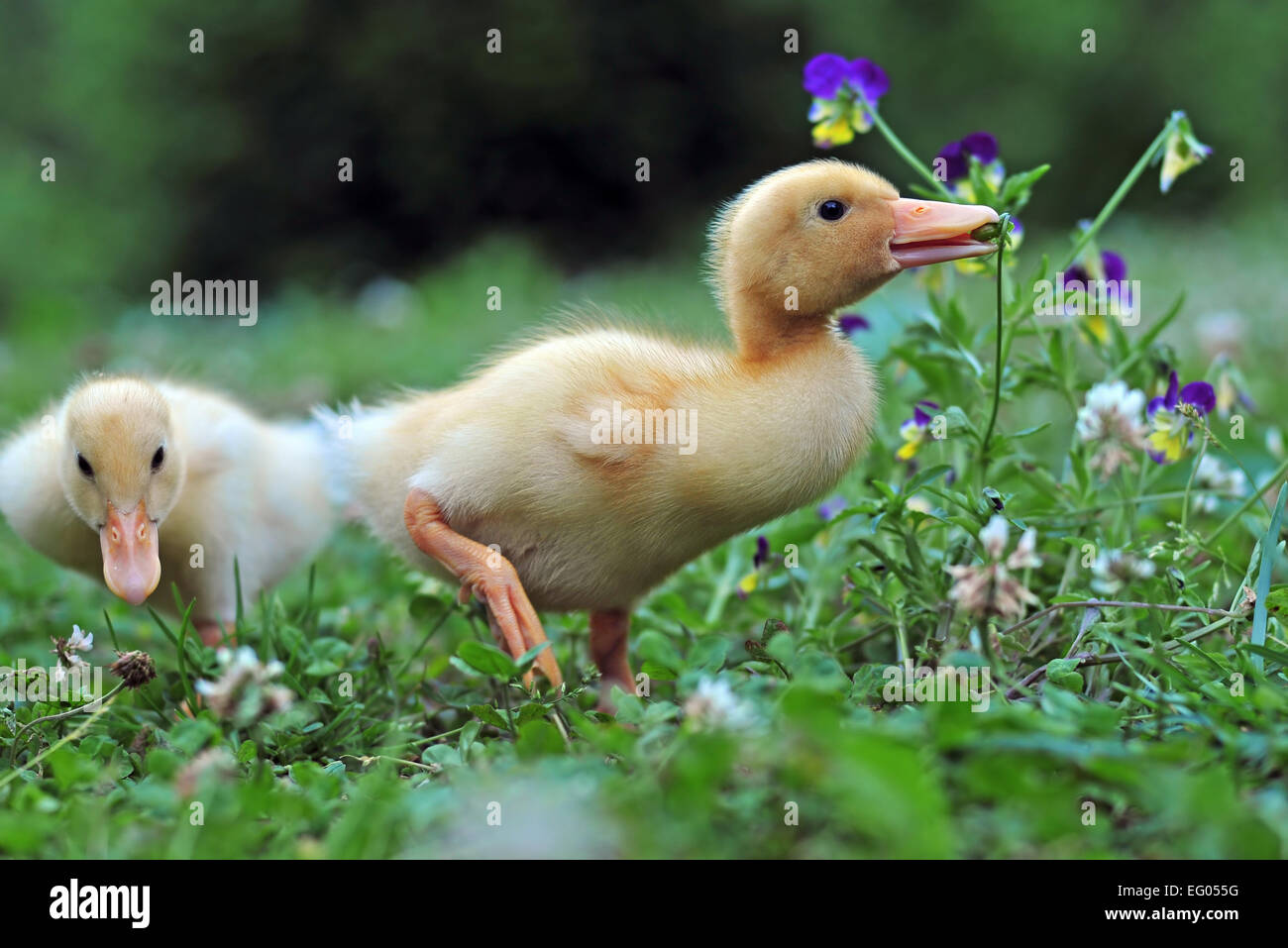 Jugendliches tier -Fotos und -Bildmaterial in hoher Auflösung – Alamy