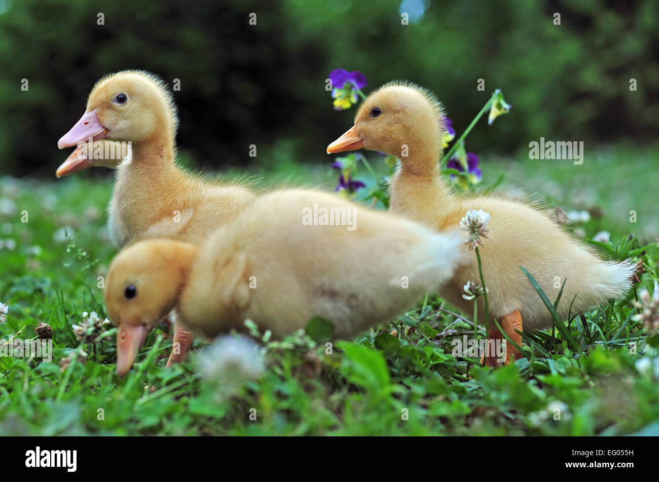 Jugendliches tier -Fotos und -Bildmaterial in hoher Auflösung – Alamy