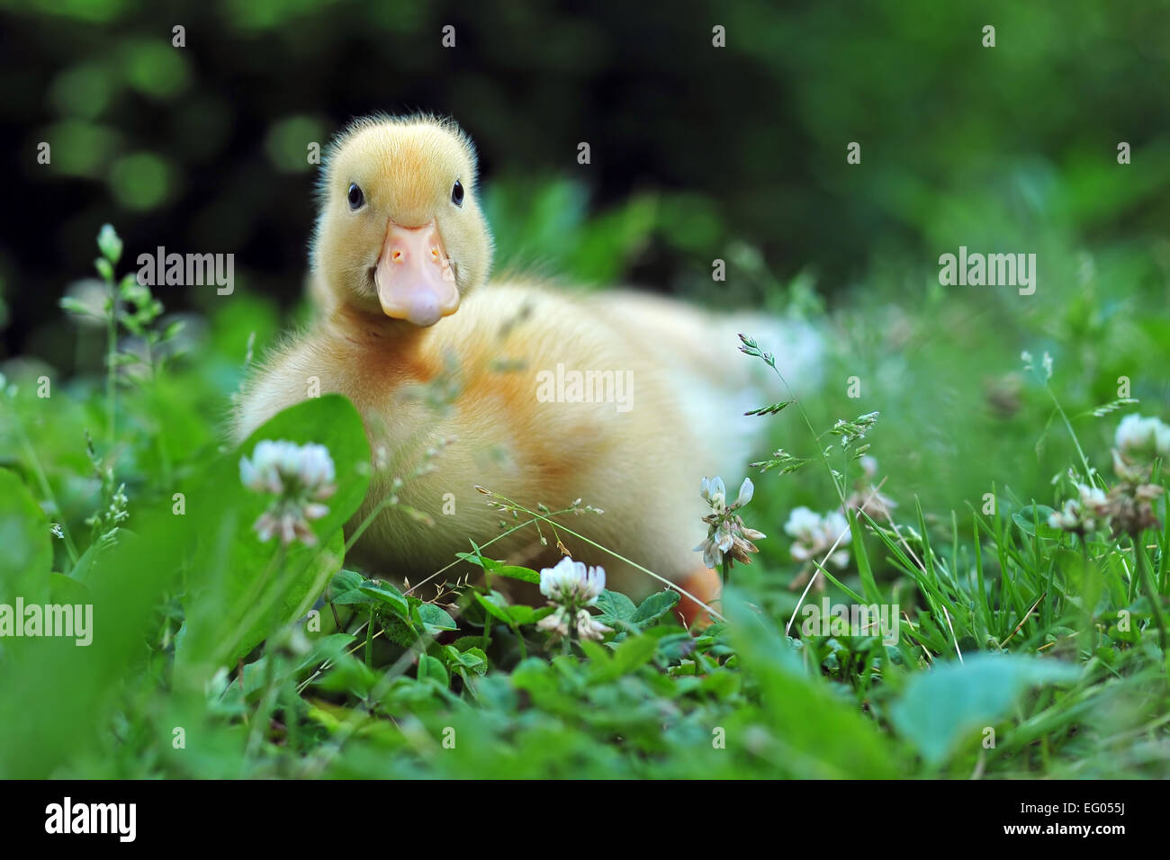 Jugendliches tier -Fotos und -Bildmaterial in hoher Auflösung – Alamy