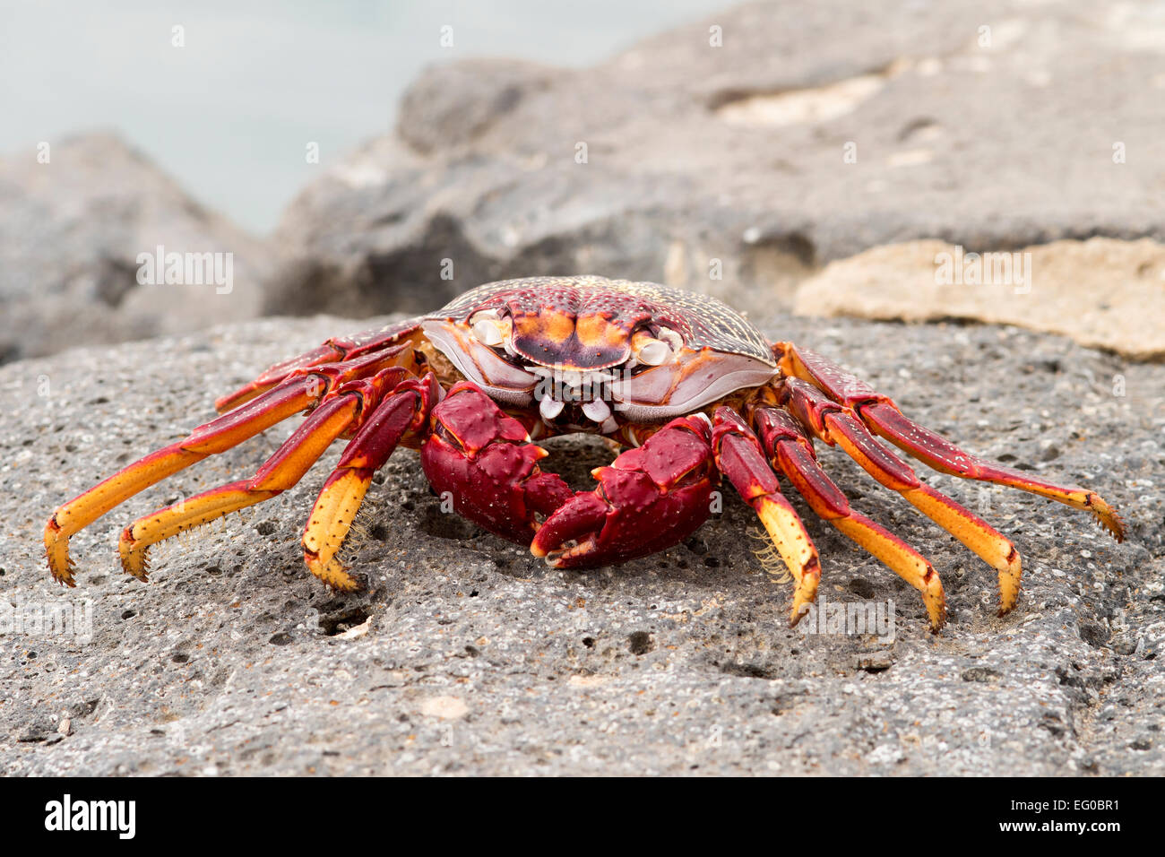 Galapagos krabben am strand -Fotos und -Bildmaterial in hoher Auflösung ...