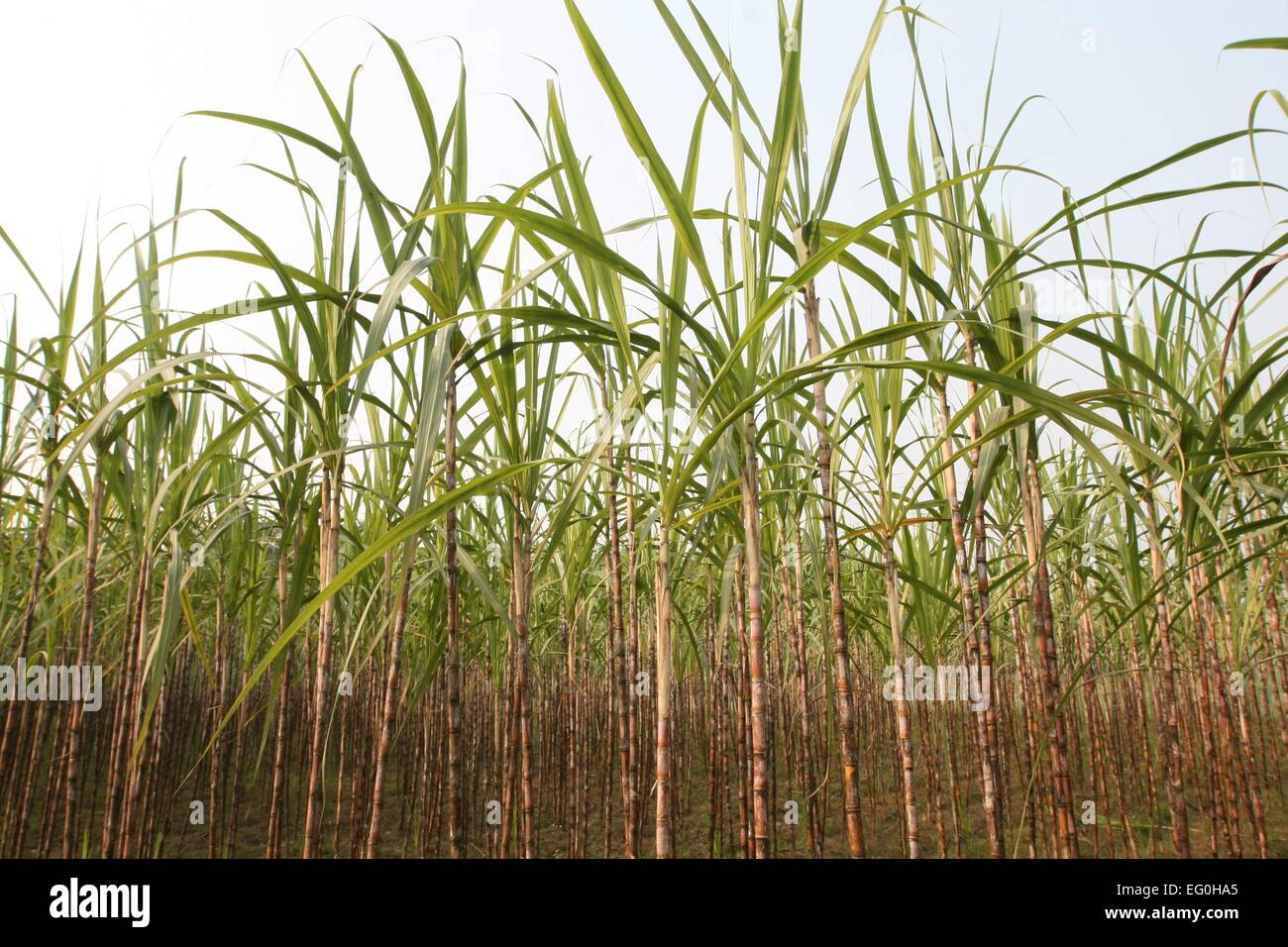 Stalk Sugarcane Stockfotos und -bilder Kaufen - Alamy