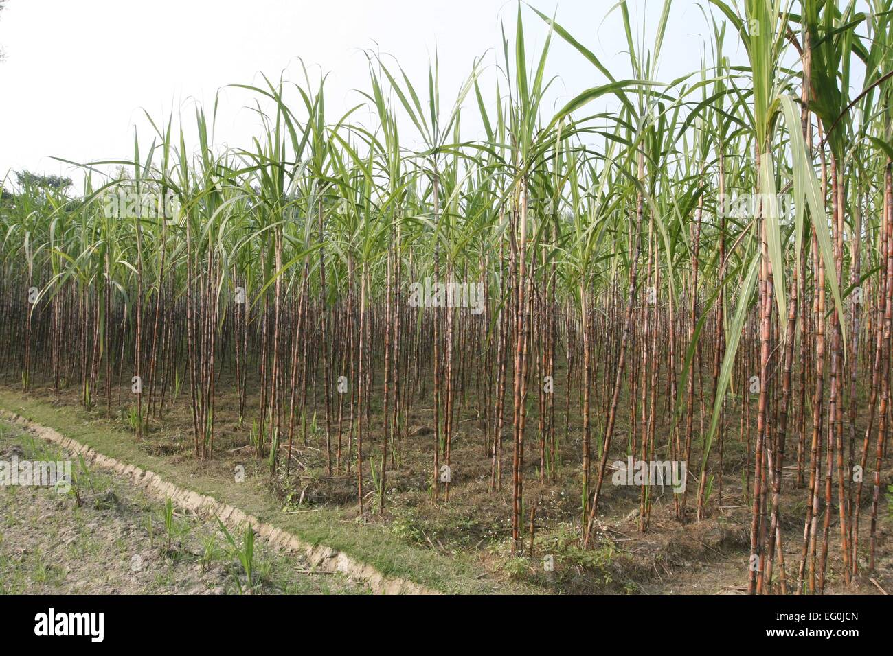 Dhaka, 09. Februar 2015. Zuckerrohr Feld in Dhaka Stockfotografie - Alamy