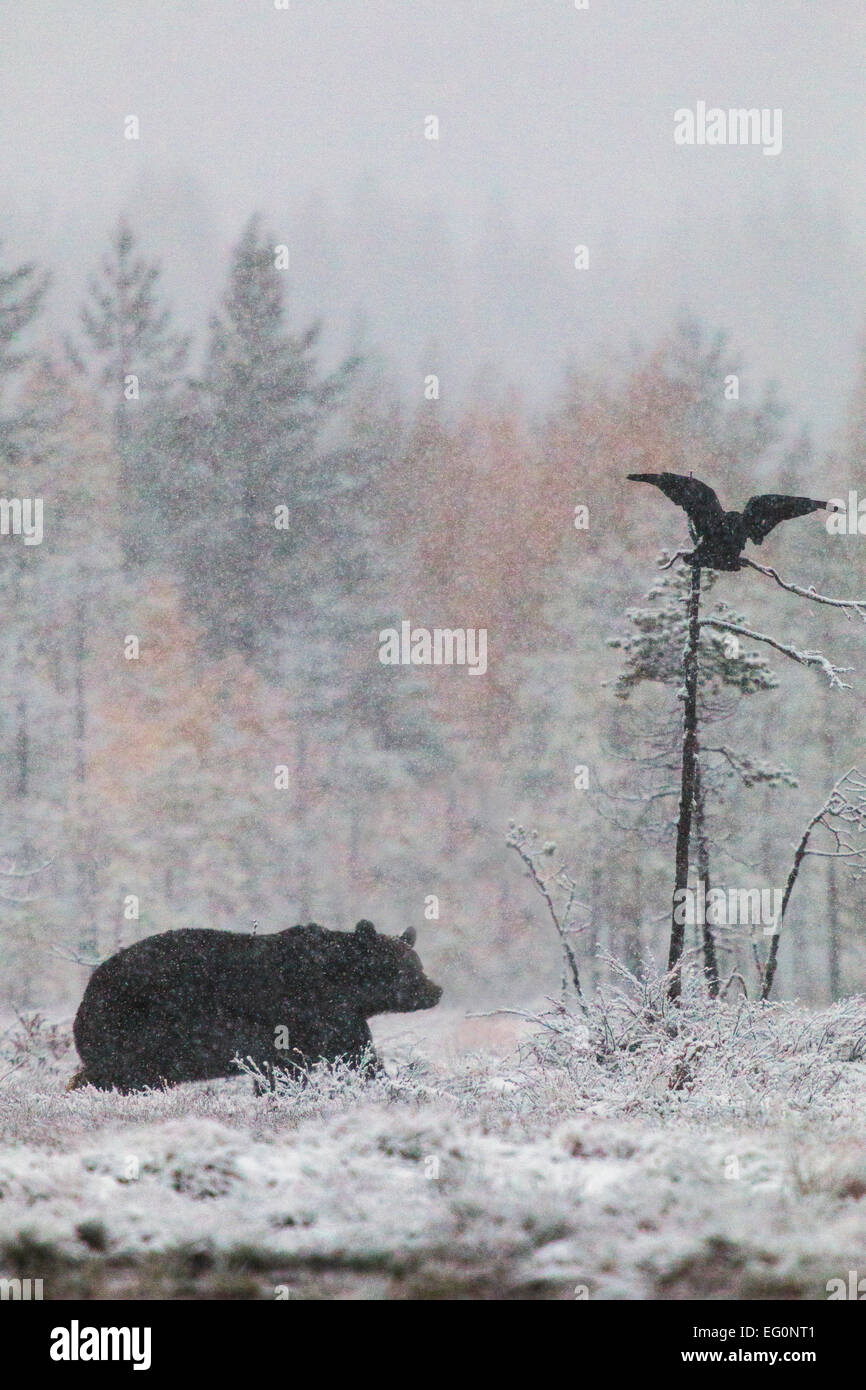 Brauner Bär, Ursus Arctos, Wandern im Wald im Schneesturm und einen ...