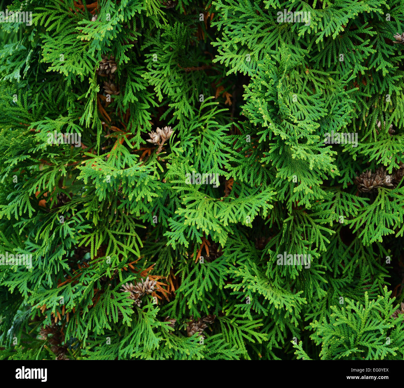 Thuja tree -Fotos und -Bildmaterial in hoher Auflösung – Alamy