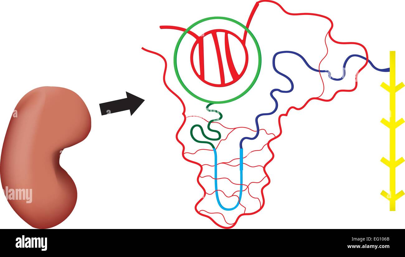 Proximaler Tubulus Akute Nierenschädigung: Von Kreatinin Zu KIM‑1?