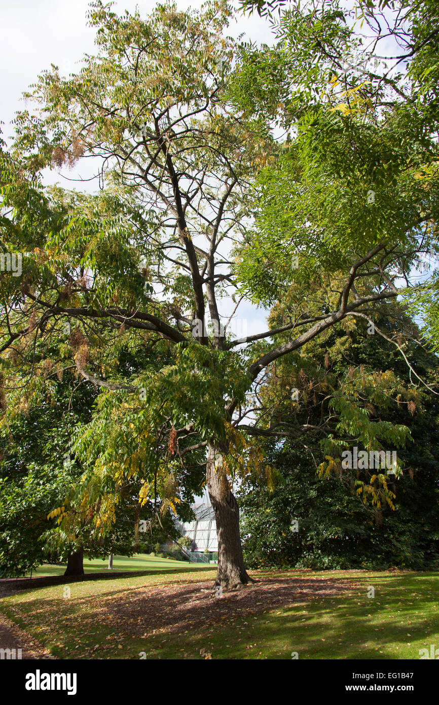 Rhus verniciflua varnish tree -Fotos und -Bildmaterial in hoher ...