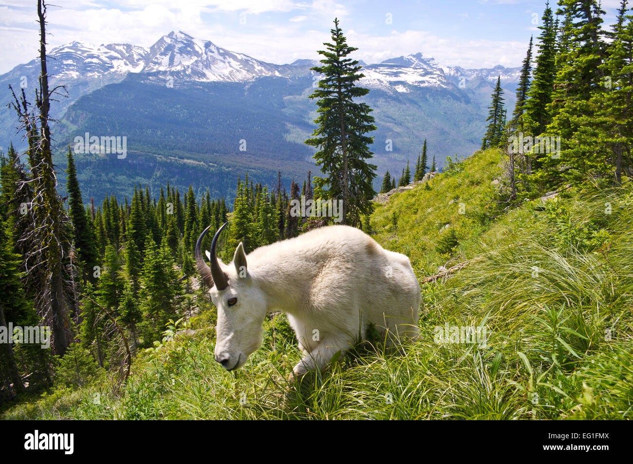 Nordamerikanische ziege -Fotos und -Bildmaterial in hoher Auflösung – Alamy