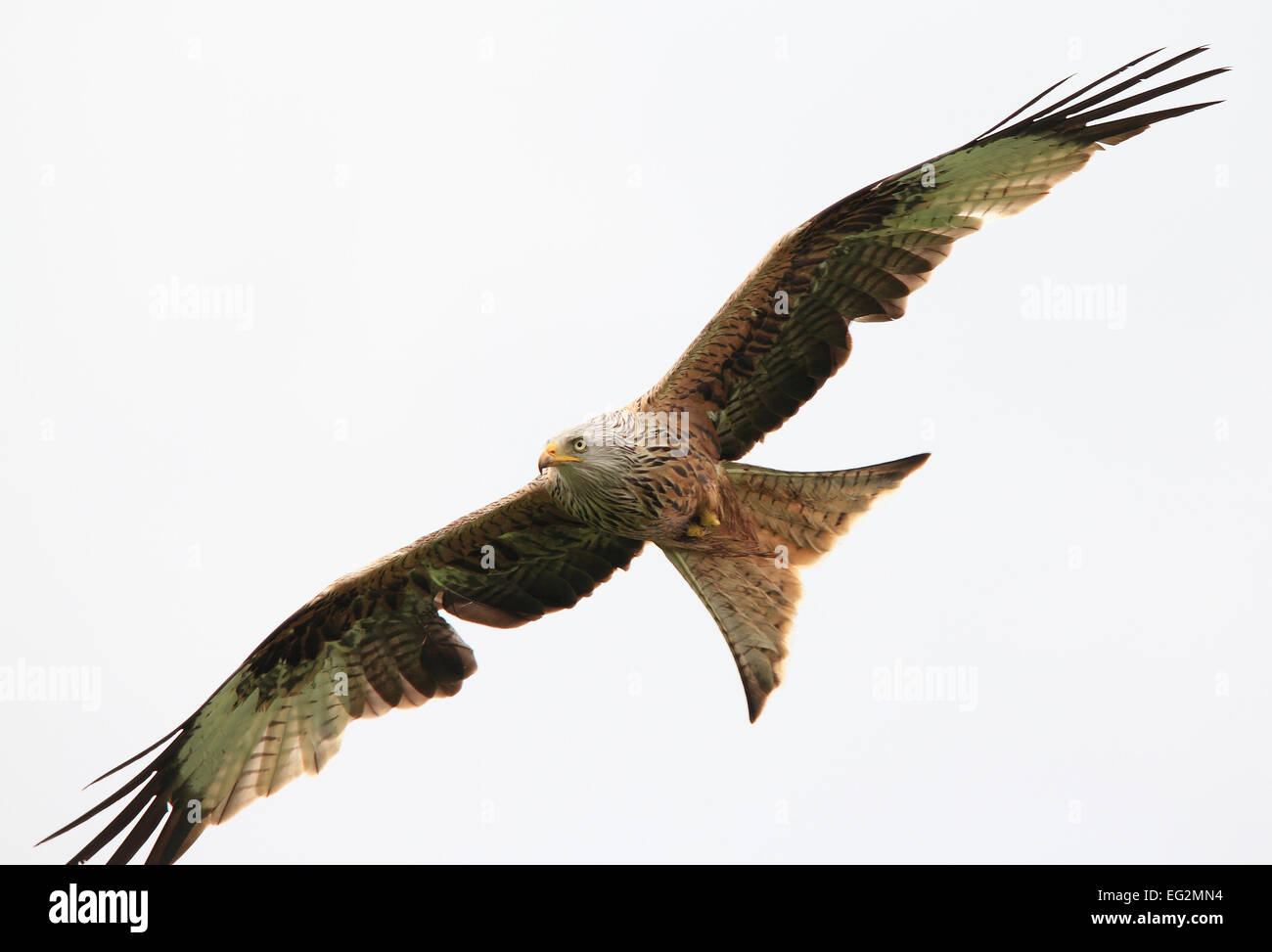 Rotmilan im Flug gegen den weißen Himmel Stockfotografie - Alamy