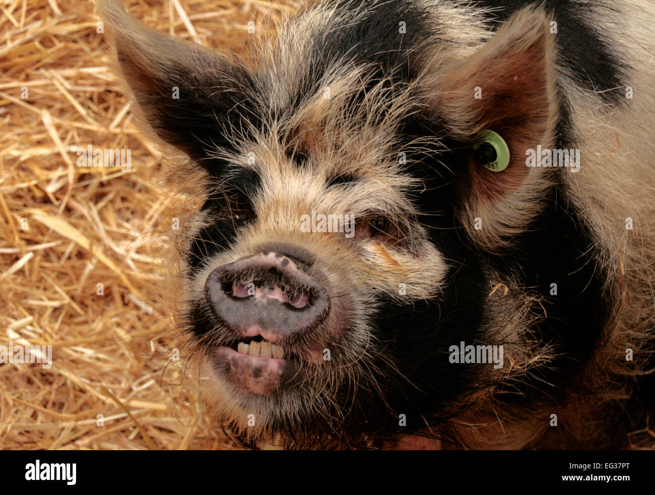 Schweine zähne -Fotos und -Bildmaterial in hoher Auflösung – Alamy