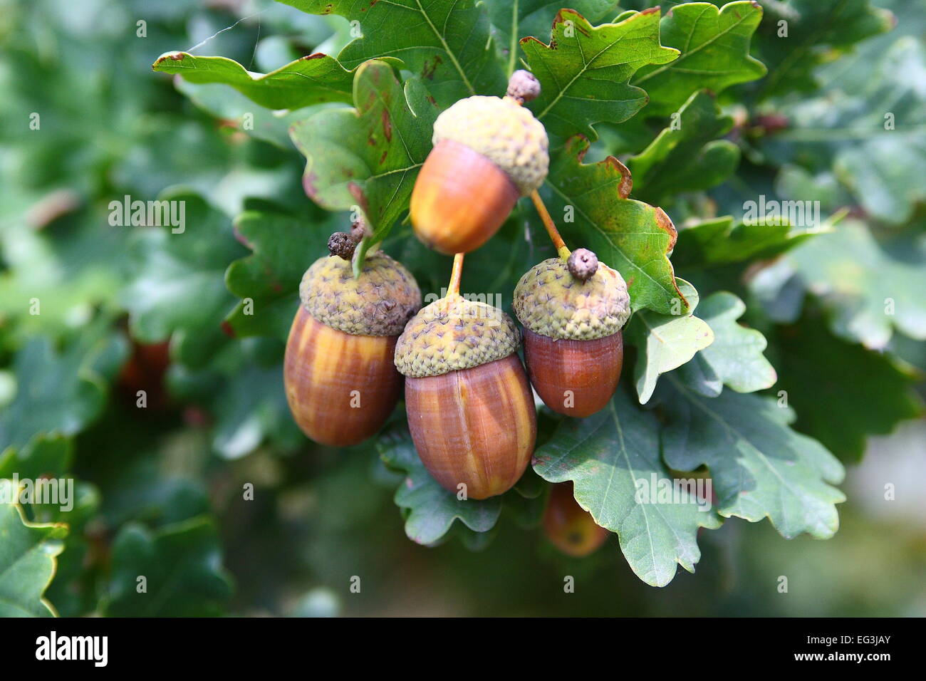 Eicheln - englische Eiche Quercus Robur auf dem Baum mit Blättern im ...