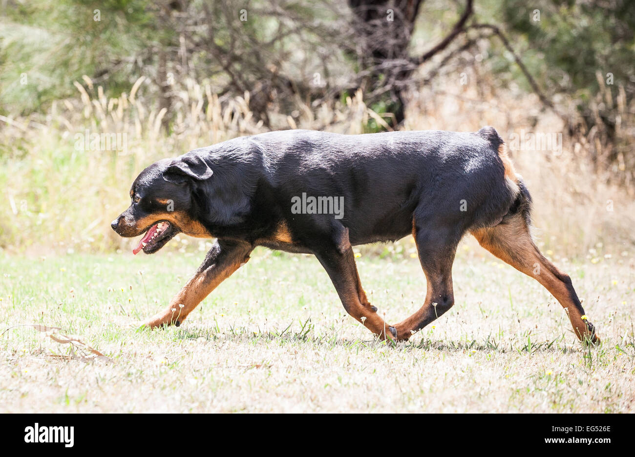 Rottweil butchers dog -Fotos und -Bildmaterial in hoher Auflösung – Alamy