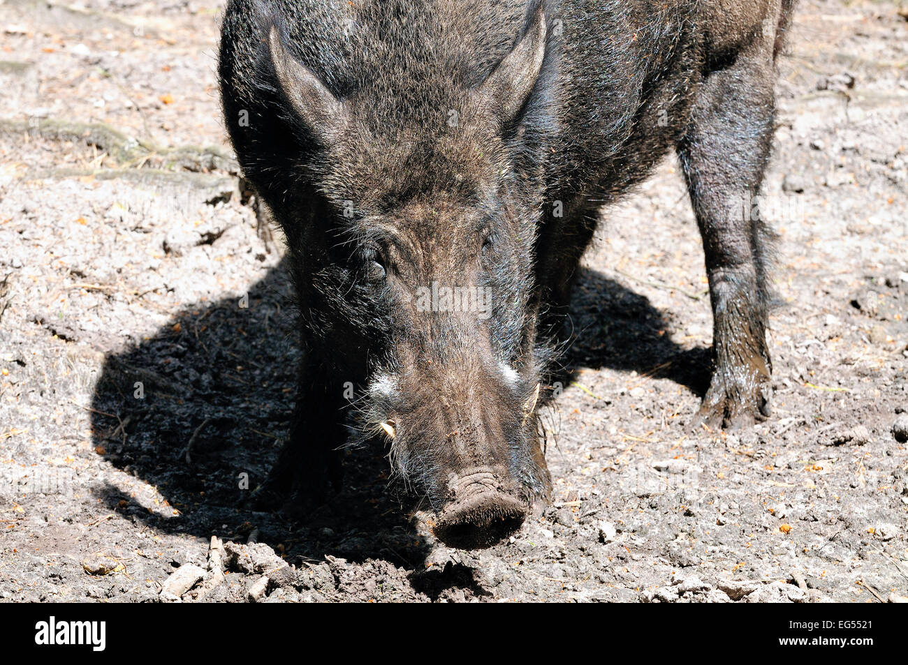 Feral hog (sus scrofa) -Fotos und -Bildmaterial in hoher Auflösung – Alamy