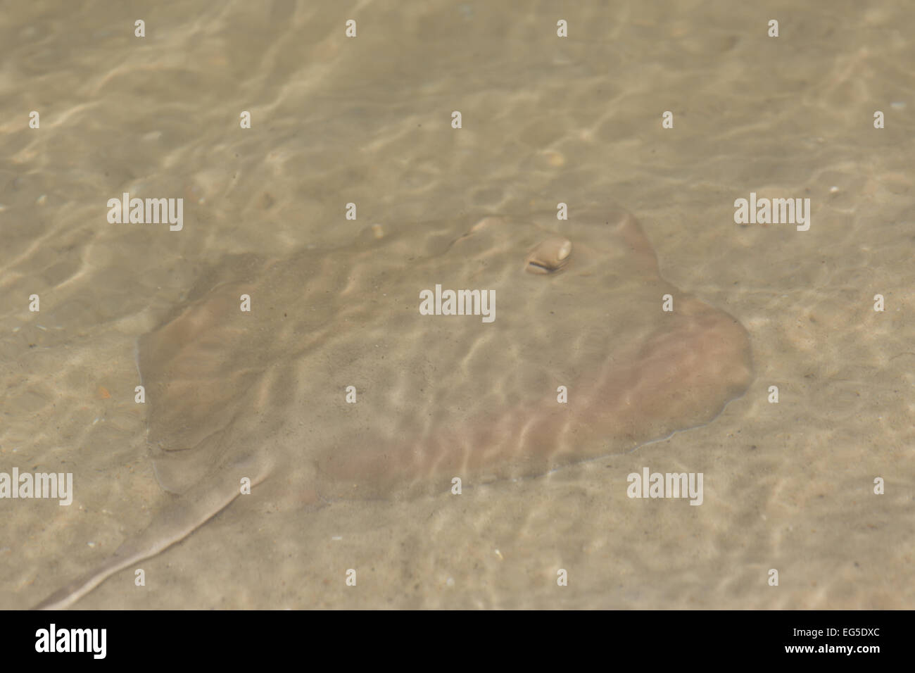 Trygonoptera testacea -Fotos und -Bildmaterial in hoher Auflösung – Alamy