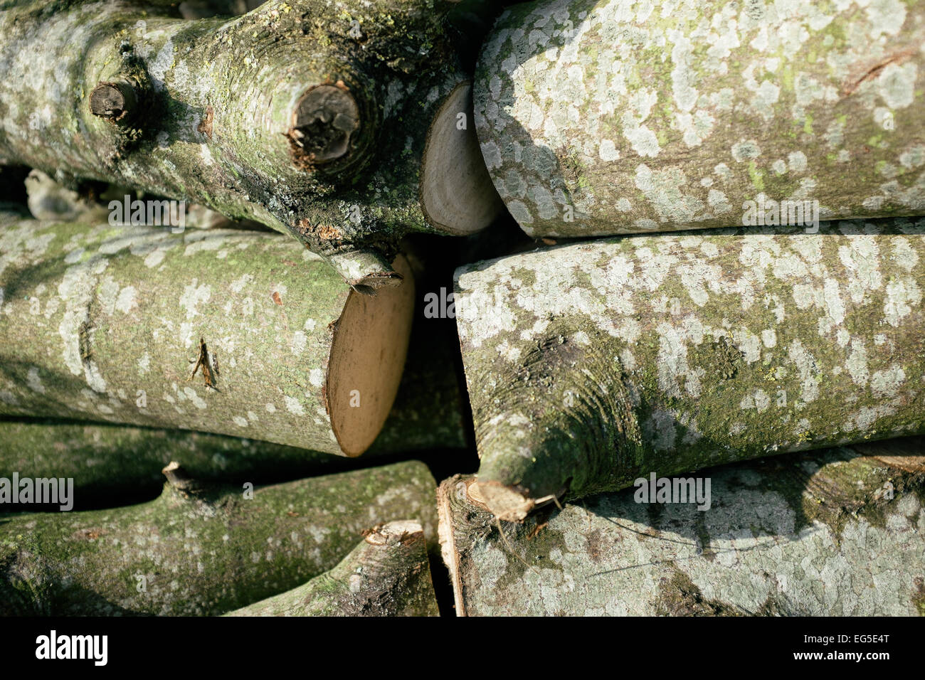 Protokolle kommen -Fotos und -Bildmaterial in hoher Auflösung – Alamy