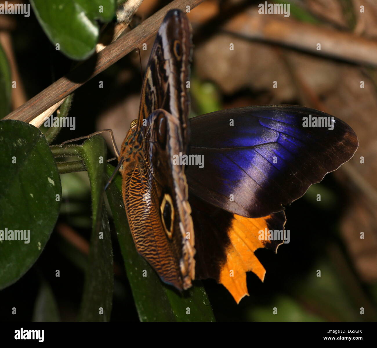 Caligo species -Fotos und -Bildmaterial in hoher Auflösung – Alamy