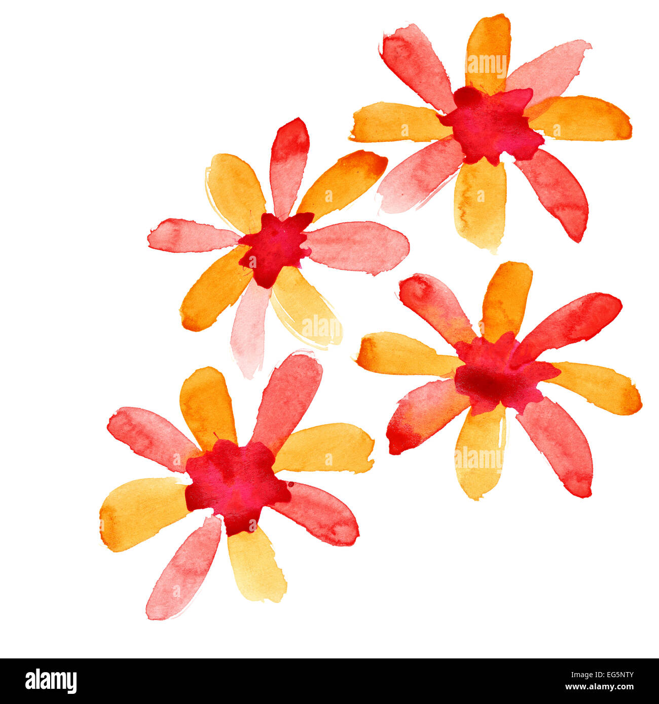 Aquarell Blumen rot-Orange über dem weißen Hintergrund isoliert ...