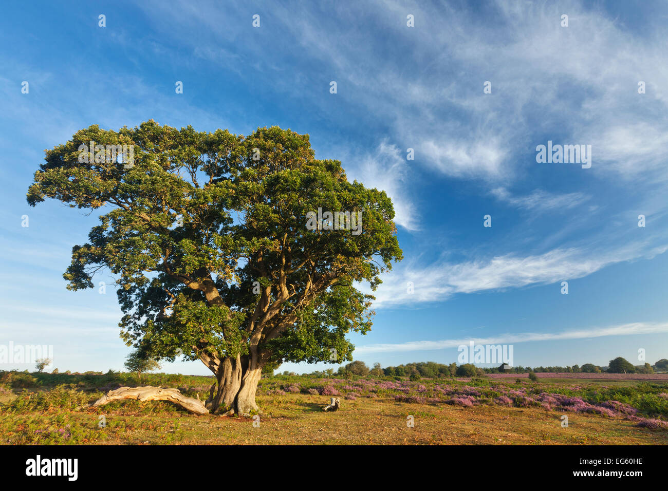 Heidekraut in hampshire -Fotos und -Bildmaterial in hoher Auflösung – Alamy