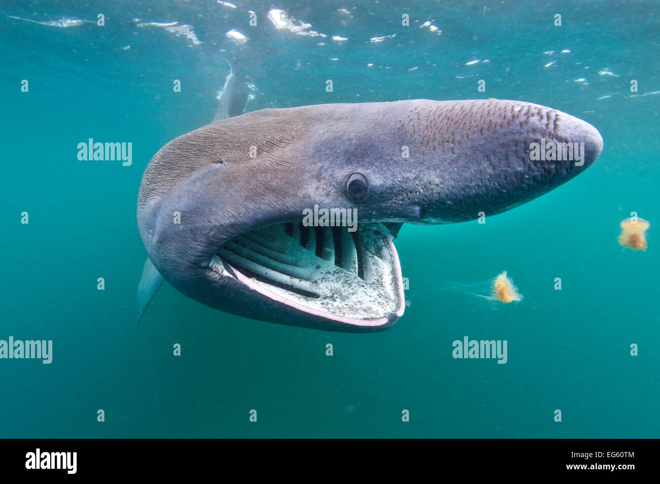 Riesenhai (Cetorhinus Maximus) ernähren sich von Plankton in den ...