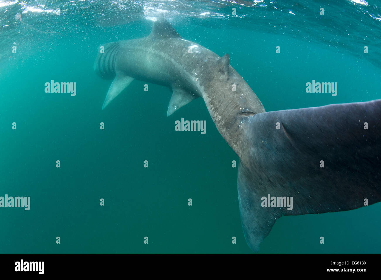 Cetorhinus maximus, basking shark -Fotos und -Bildmaterial in hoher ...