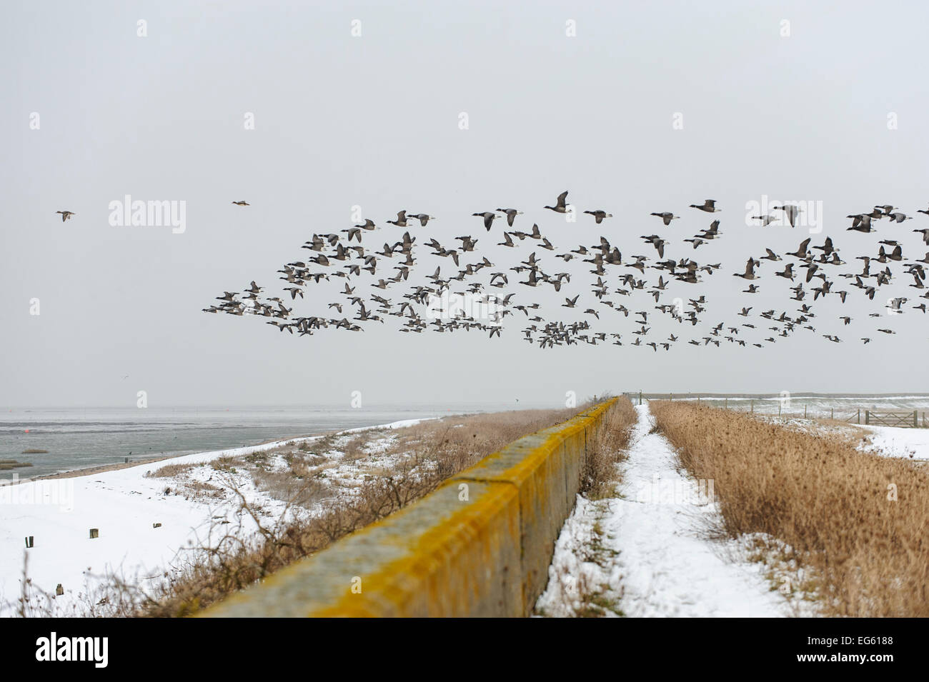 Herde von Dark-bellied Ringelgänse (Branta Bernicla) überfliegen ...