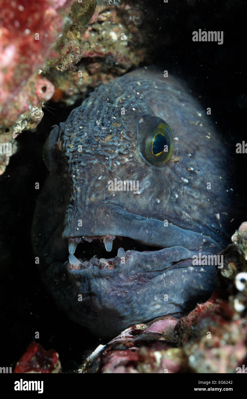 Wolffish unterwasser schottland -Fotos und -Bildmaterial in hoher ...