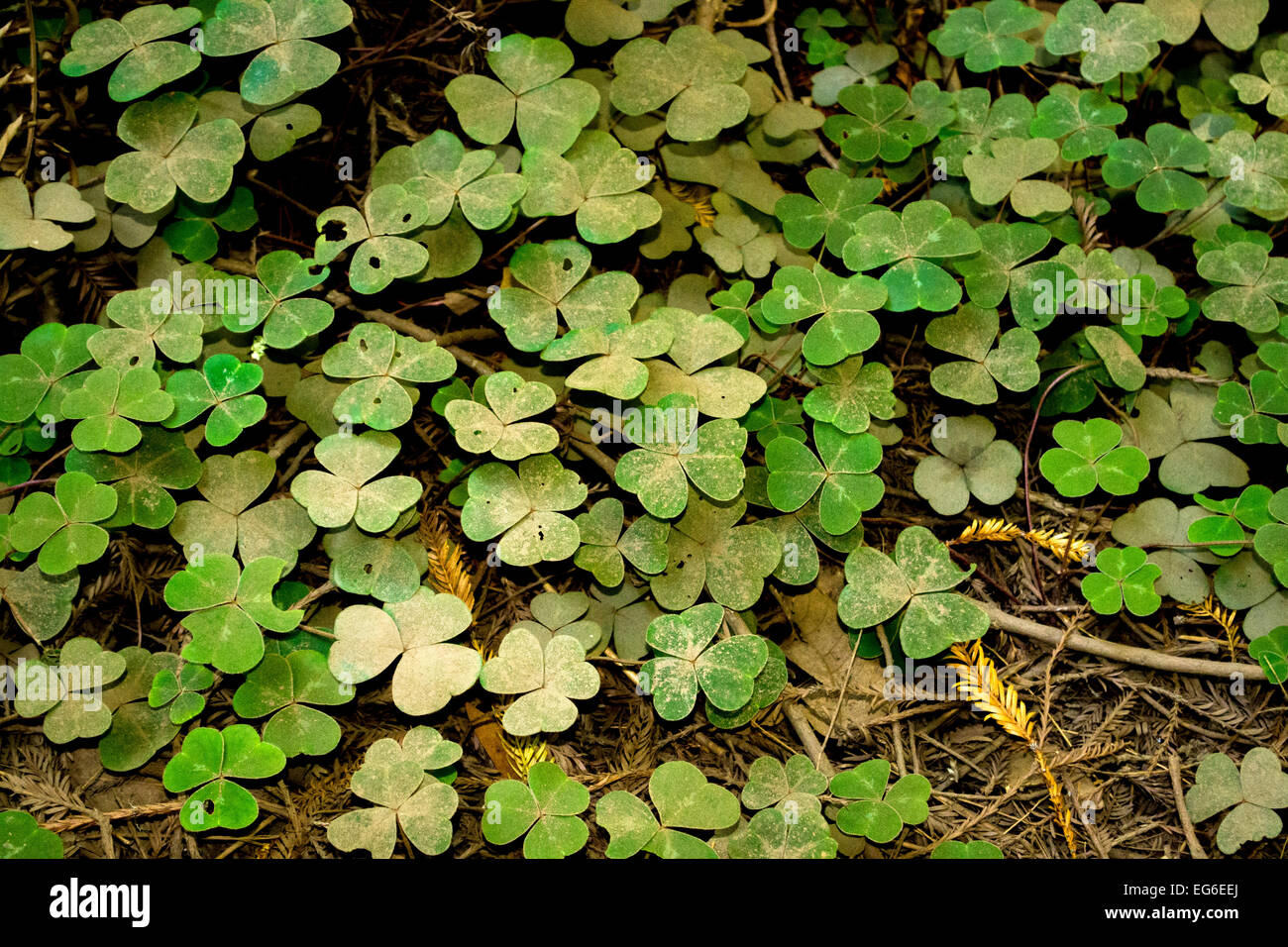 Dreiblättriges kleeblatt -Fotos und -Bildmaterial in hoher Auflösung ...