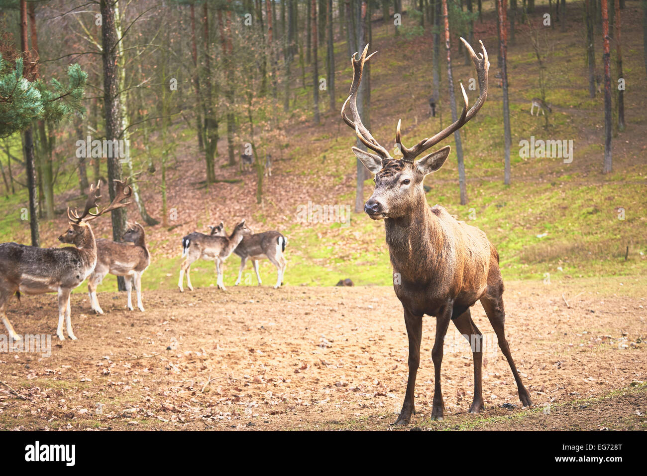 Mächtigen Erwachsenen Rotwild Hirsch in Natur Herbst fallen Wald ...