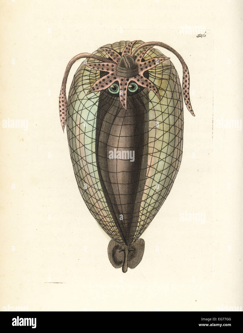 Dosidicus gigas -Fotos und -Bildmaterial in hoher Auflösung – Alamy