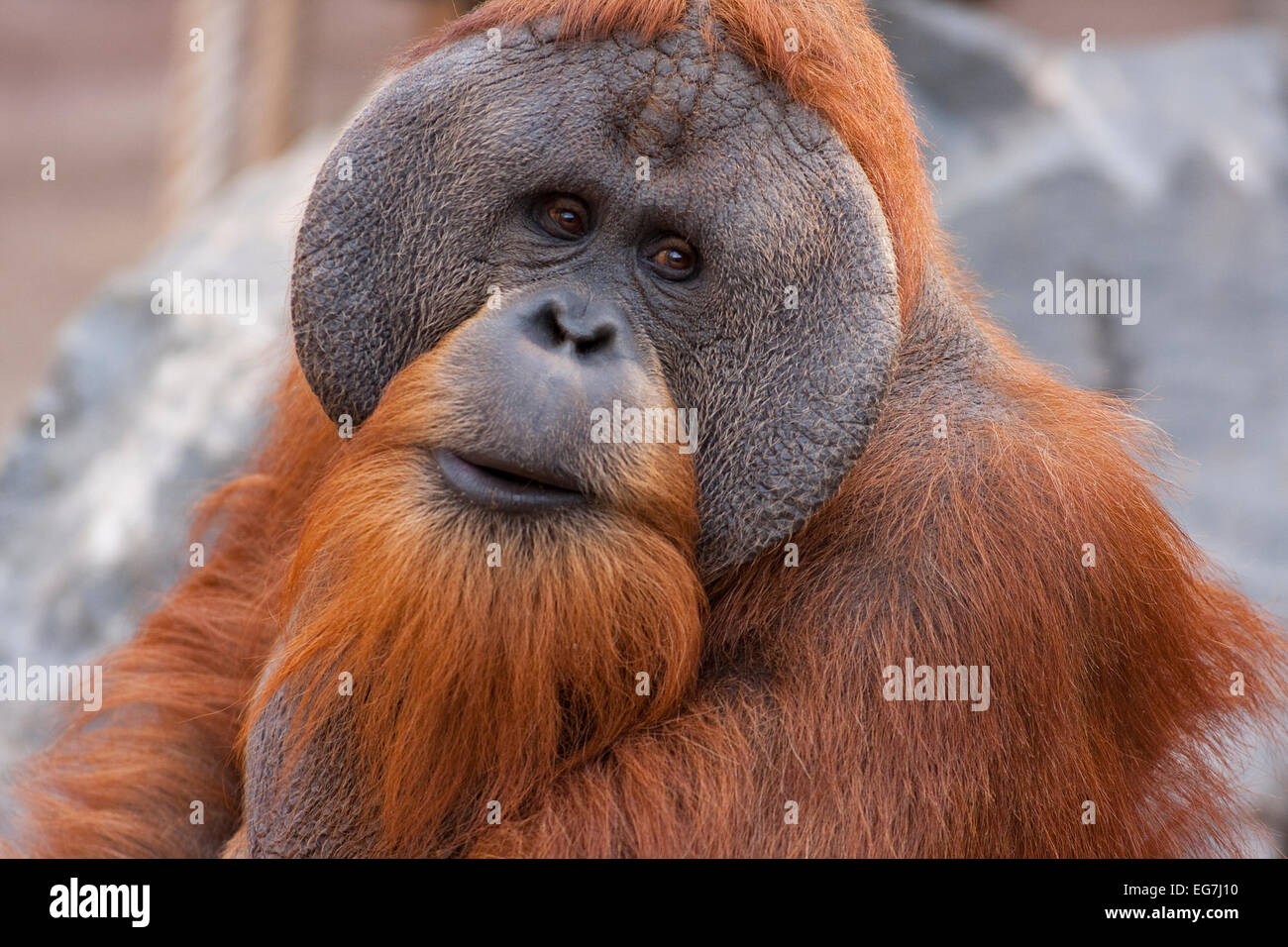 Maennchen affen primaten -Fotos und -Bildmaterial in hoher Auflösung ...