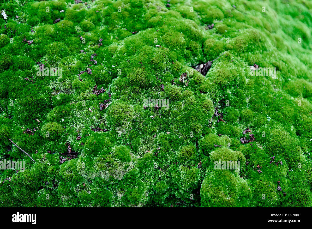 Moos sporophyt -Fotos und -Bildmaterial in hoher Auflösung – Alamy