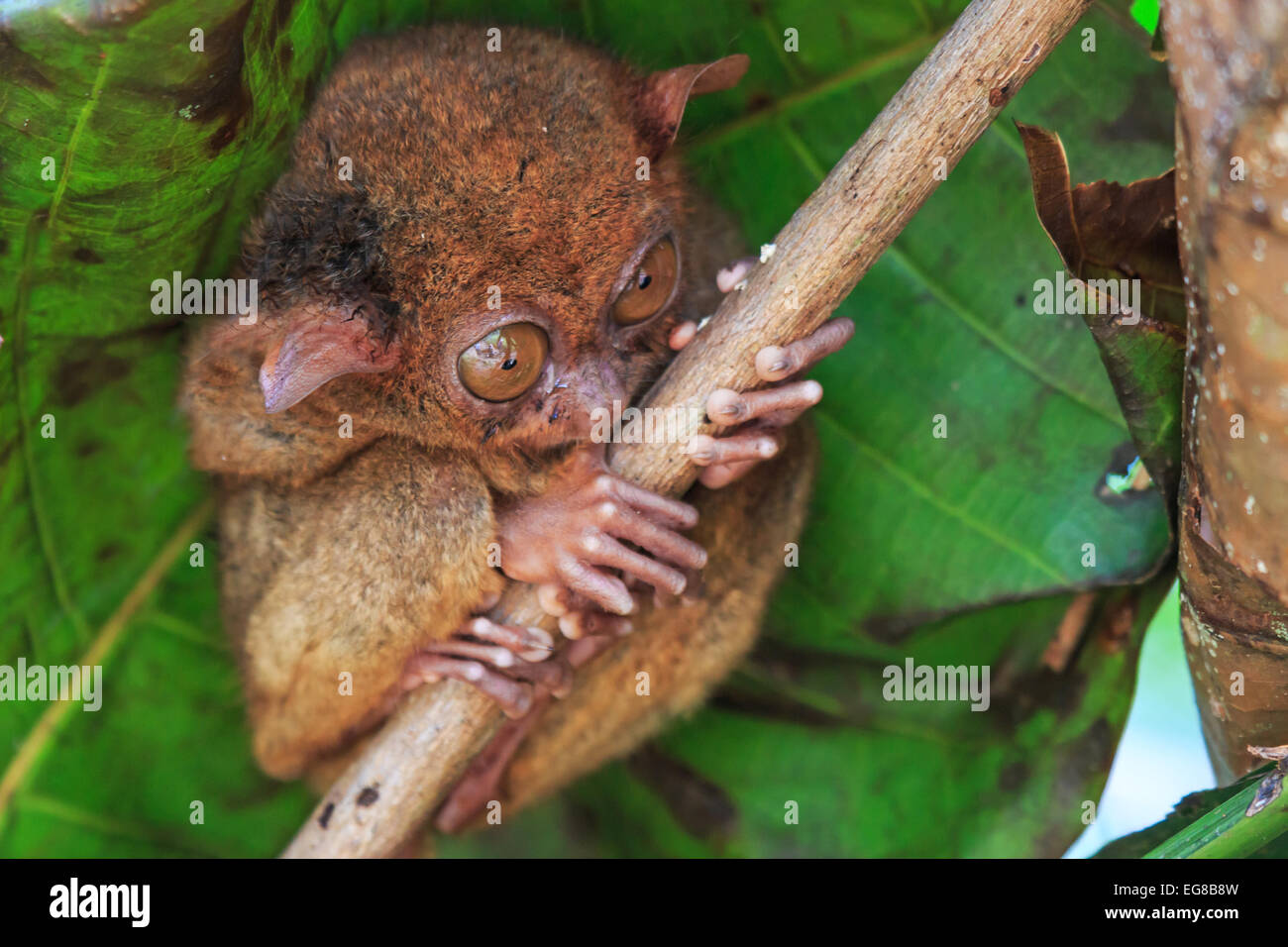 Koboldmakis in cebu -Fotos und -Bildmaterial in hoher Auflösung – Alamy