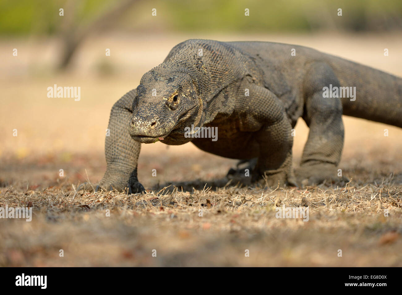 Varanus komodoensis -Fotos und -Bildmaterial in hoher Auflösung – Alamy