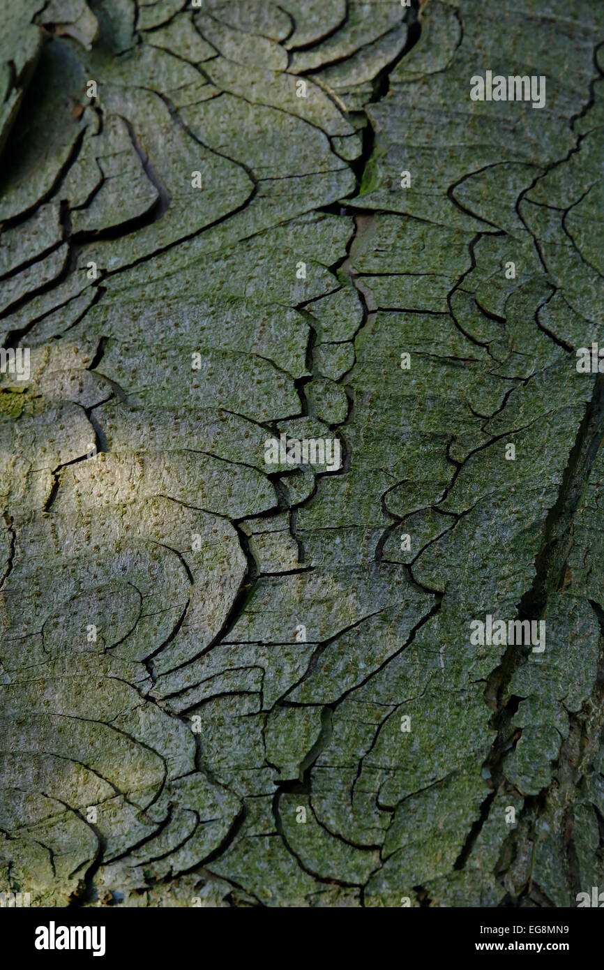 Rinde an einem baum -Fotos und -Bildmaterial in hoher Auflösung – Alamy