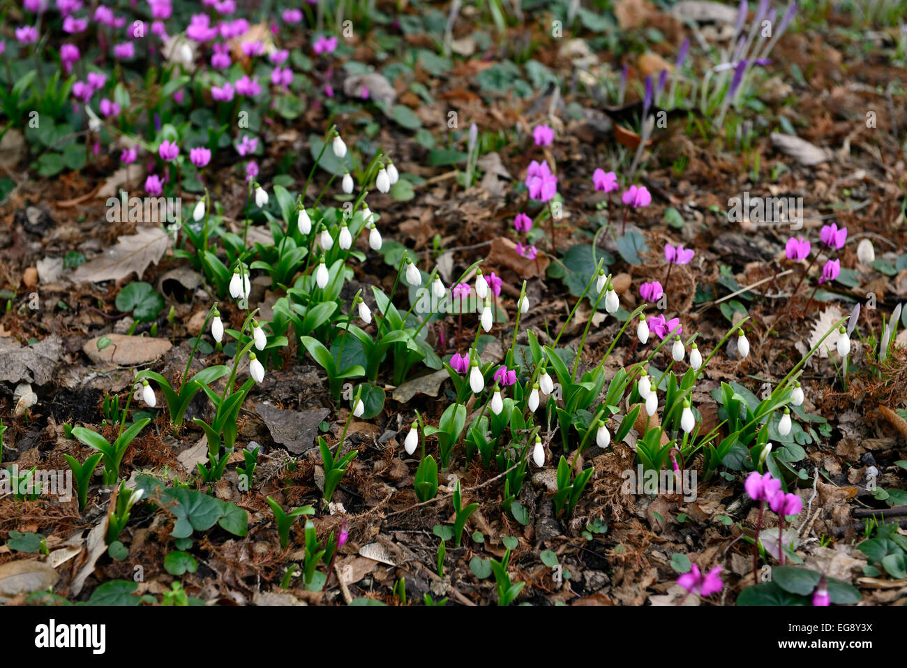 lila Alpenveilchen weiße Schneeglöckchen Frühling Kombination ...